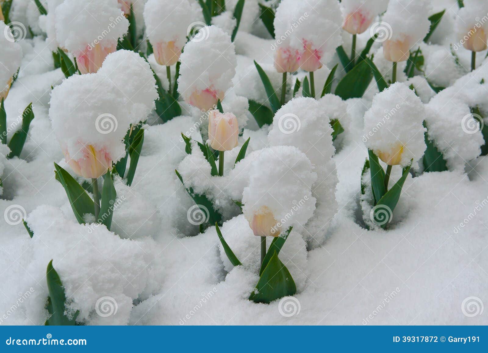 Tulips are in the snow stock photo. Image of pink, yellow - 39317872