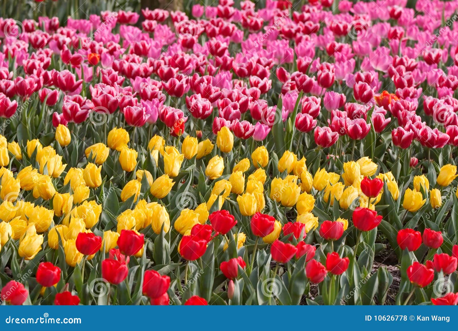 Tulips in the spring stock photo. Image of colorful, flowers - 10626778