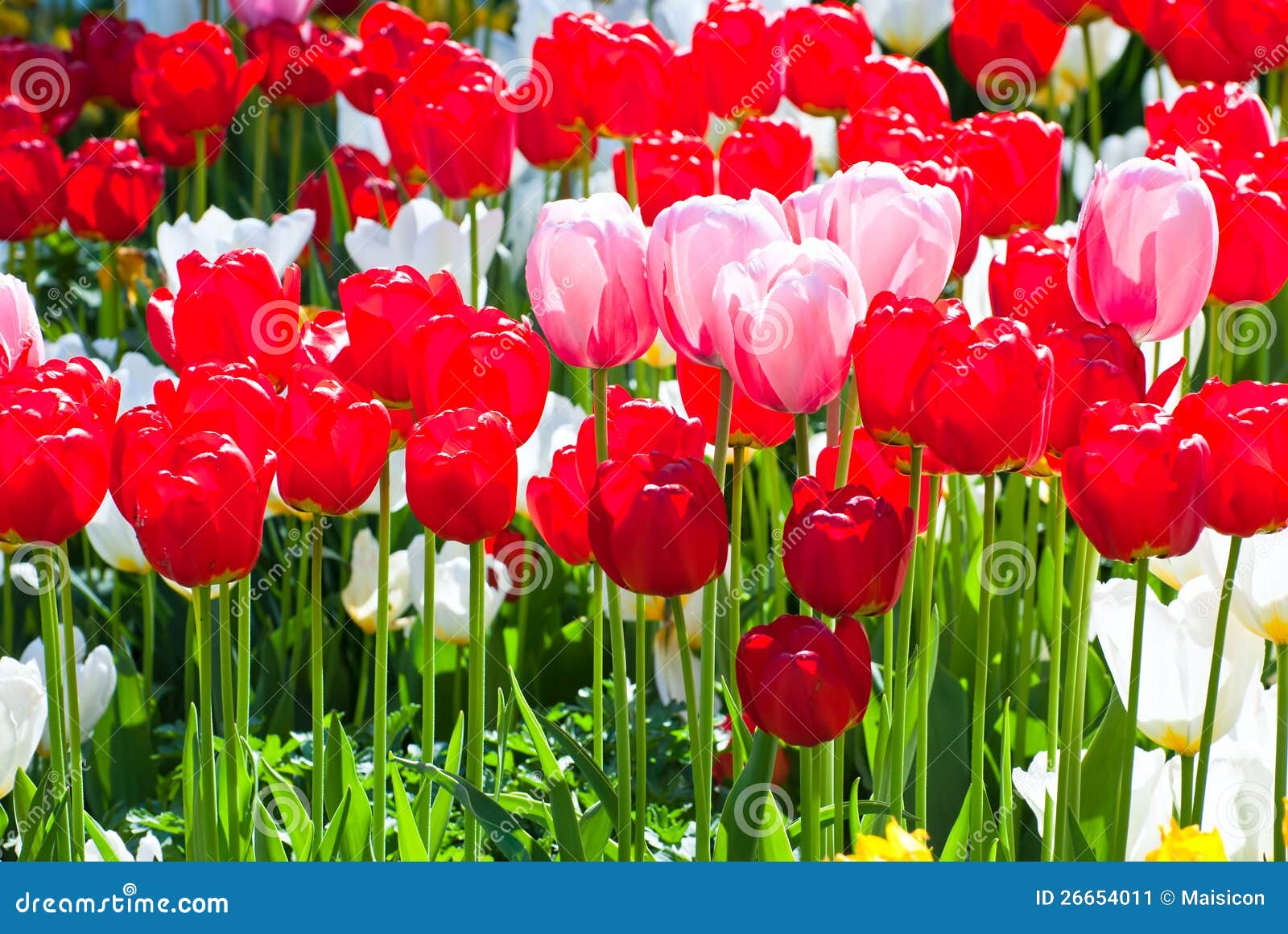 Tulips in spring. stock image. Image of outdoors, outdoor - 26654011