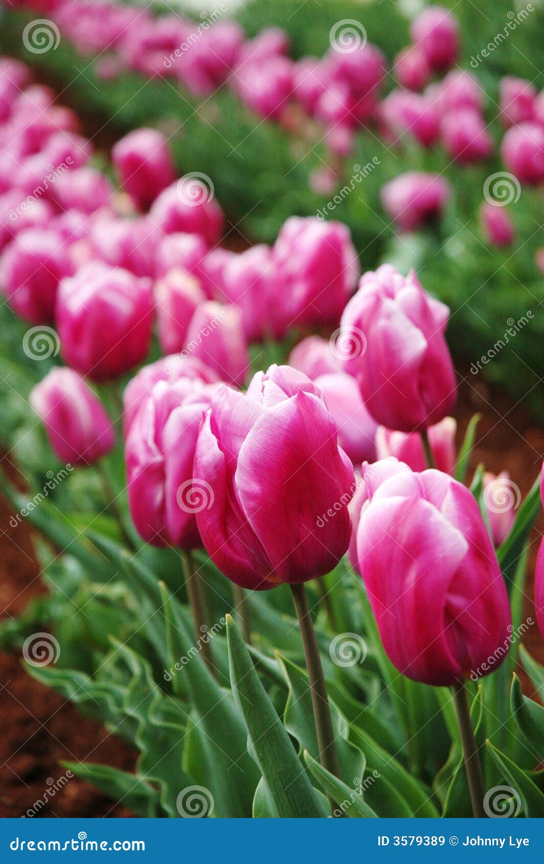 Tulips in Spring stock image. Image of blossom, stem, closeup - 3579389
