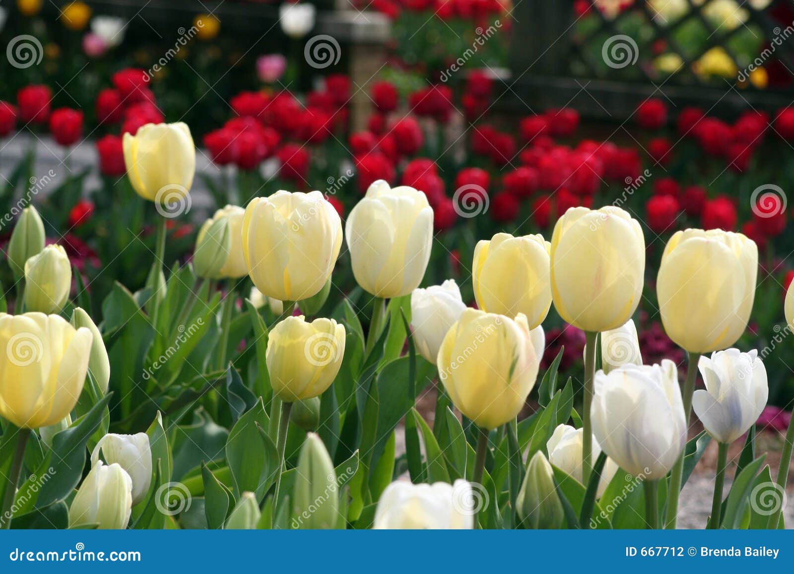 Tulips in spring stock photo. Image of bouquet, green, summer - 667712