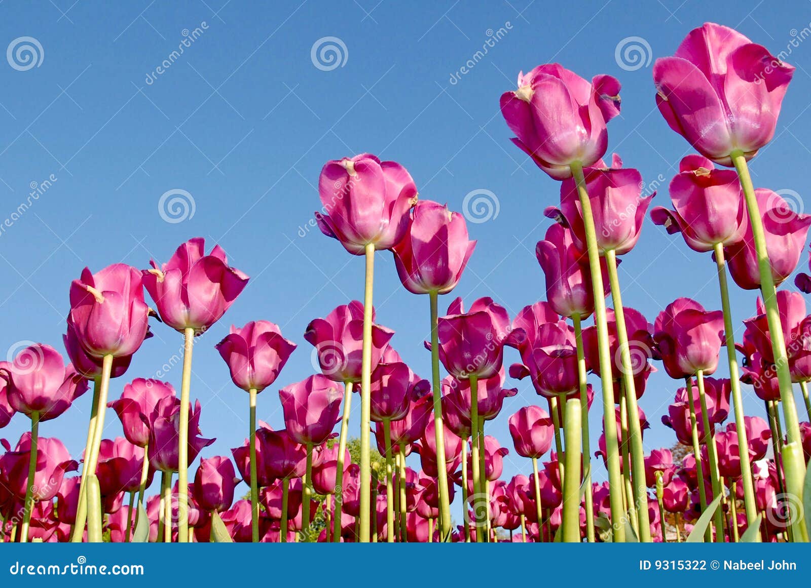 Tulips of Spring stock photo. Image of blossom, pink, beauty - 9315322