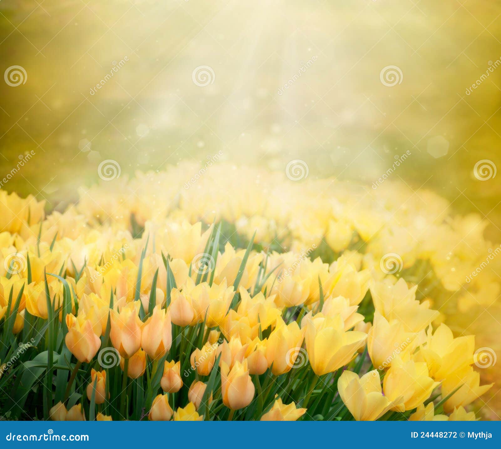 Tulips spring background stock photo. Image of april - 24448272