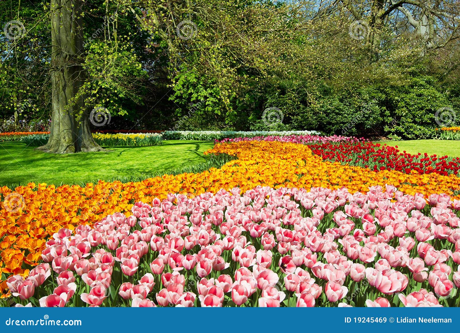 Tulips in spring garden stock image. Image of tree, pattern - 19245469