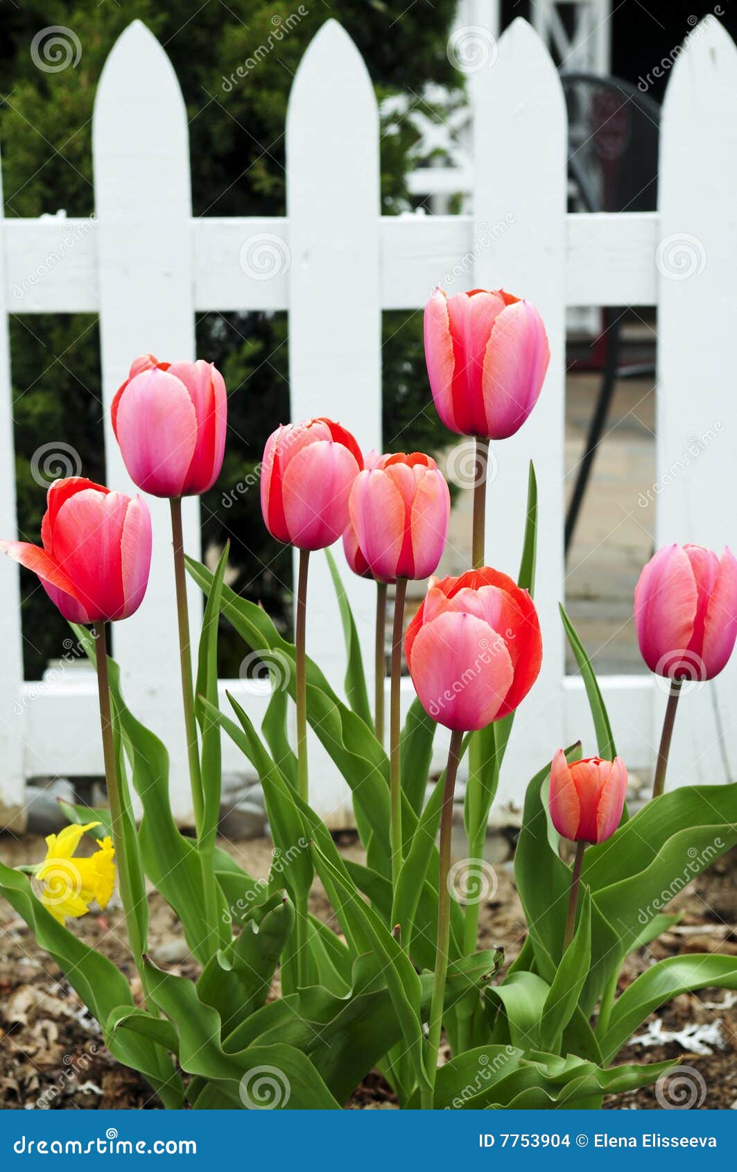 Tulips in spring garden stock photo. Image of details - 7753904