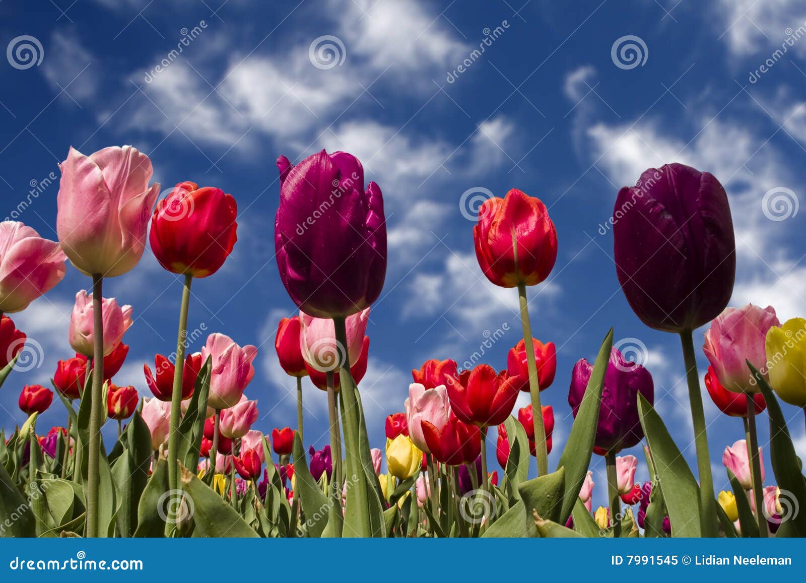 Tulips in spring garden stock image. Image of large, view - 7991545