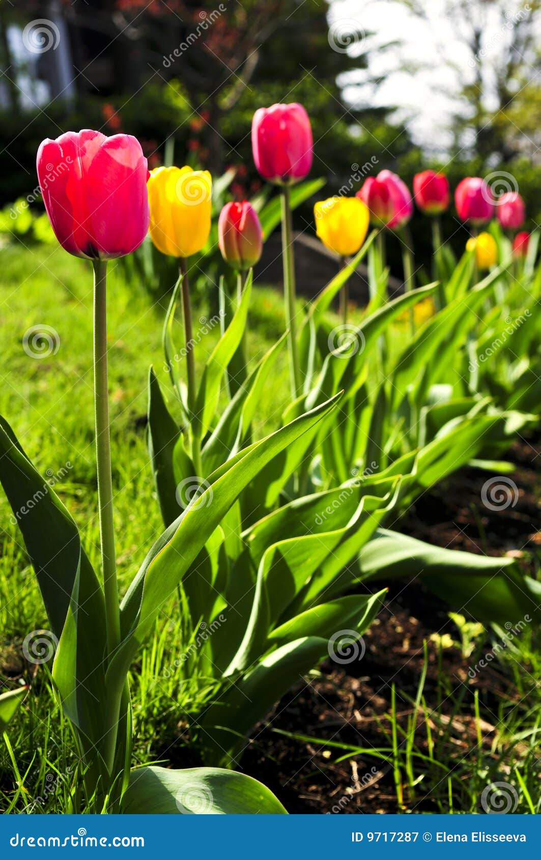 Tulips in spring garden stock image. Image of grow, floral - 9717287