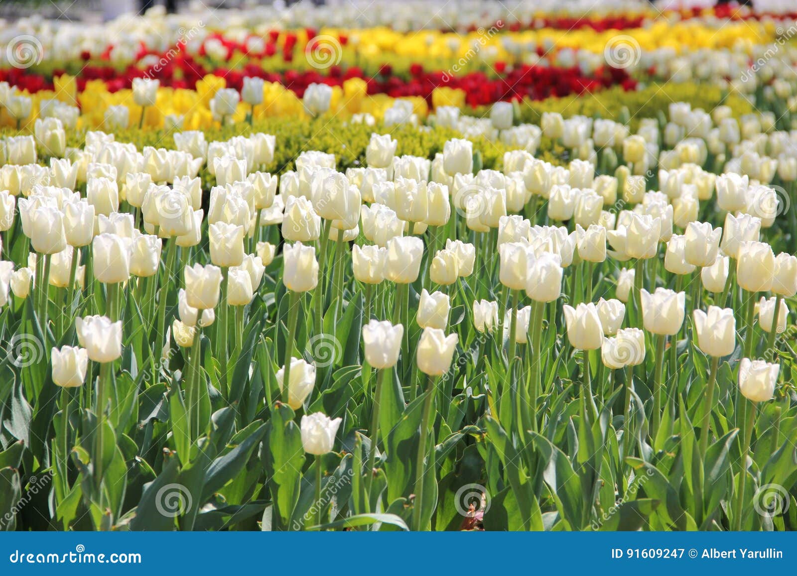 Tulips in spring garden stock image. Image of fresh, colorful - 91609247