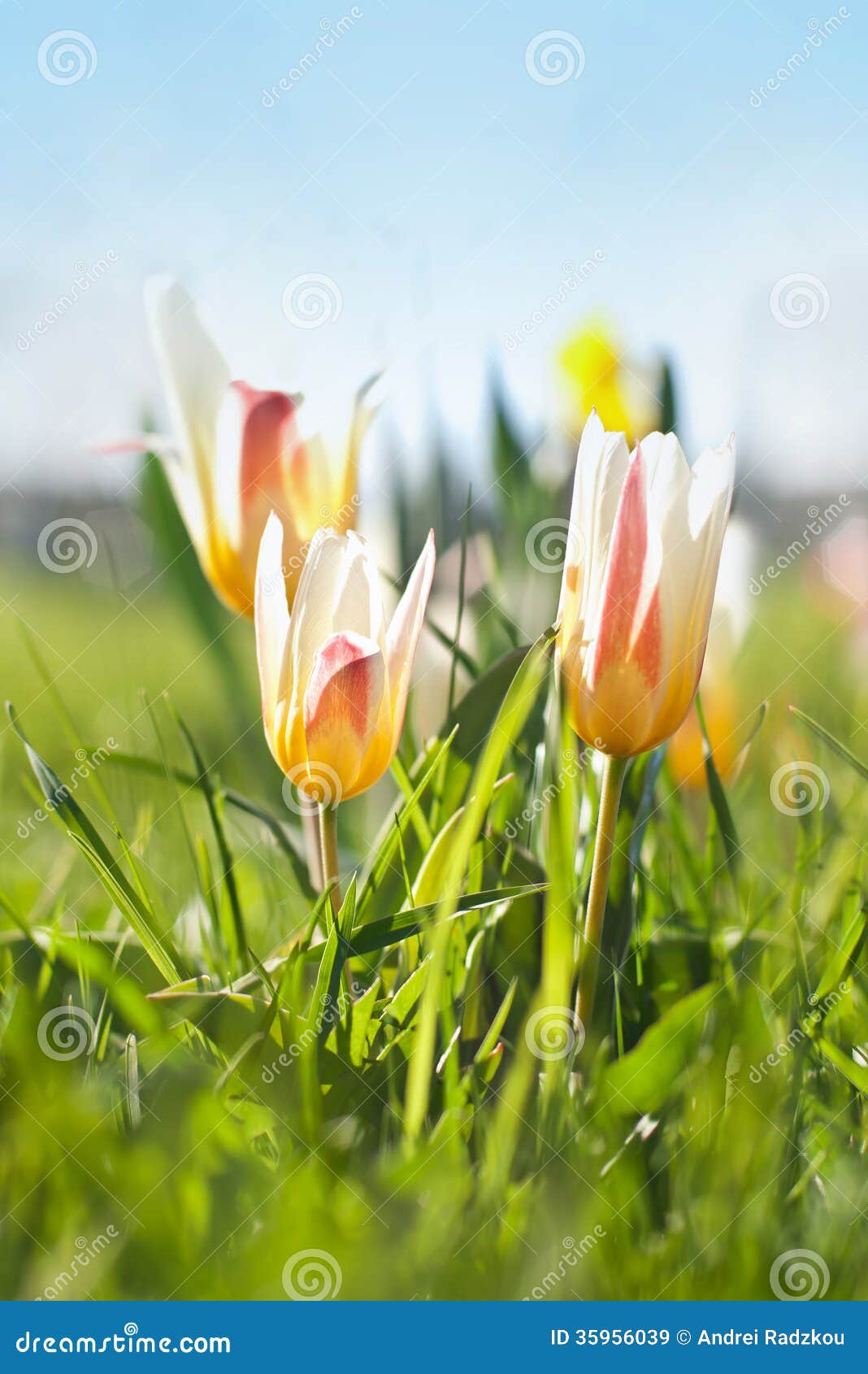 Tulips stock image. Image of flora, romantic, colorful - 35956039