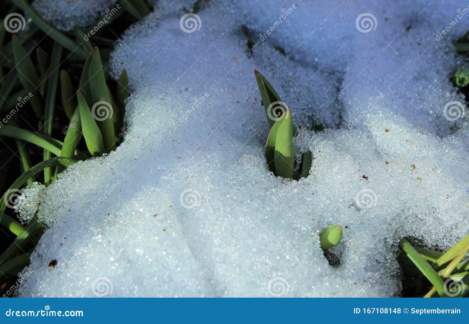 Tulips Sprout through the Snow Stock Photo - Image of environment ...