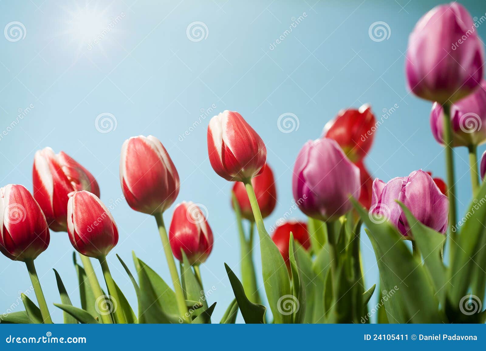 Tulips and Sun stock image. Image of sunlight, sunny - 24105411