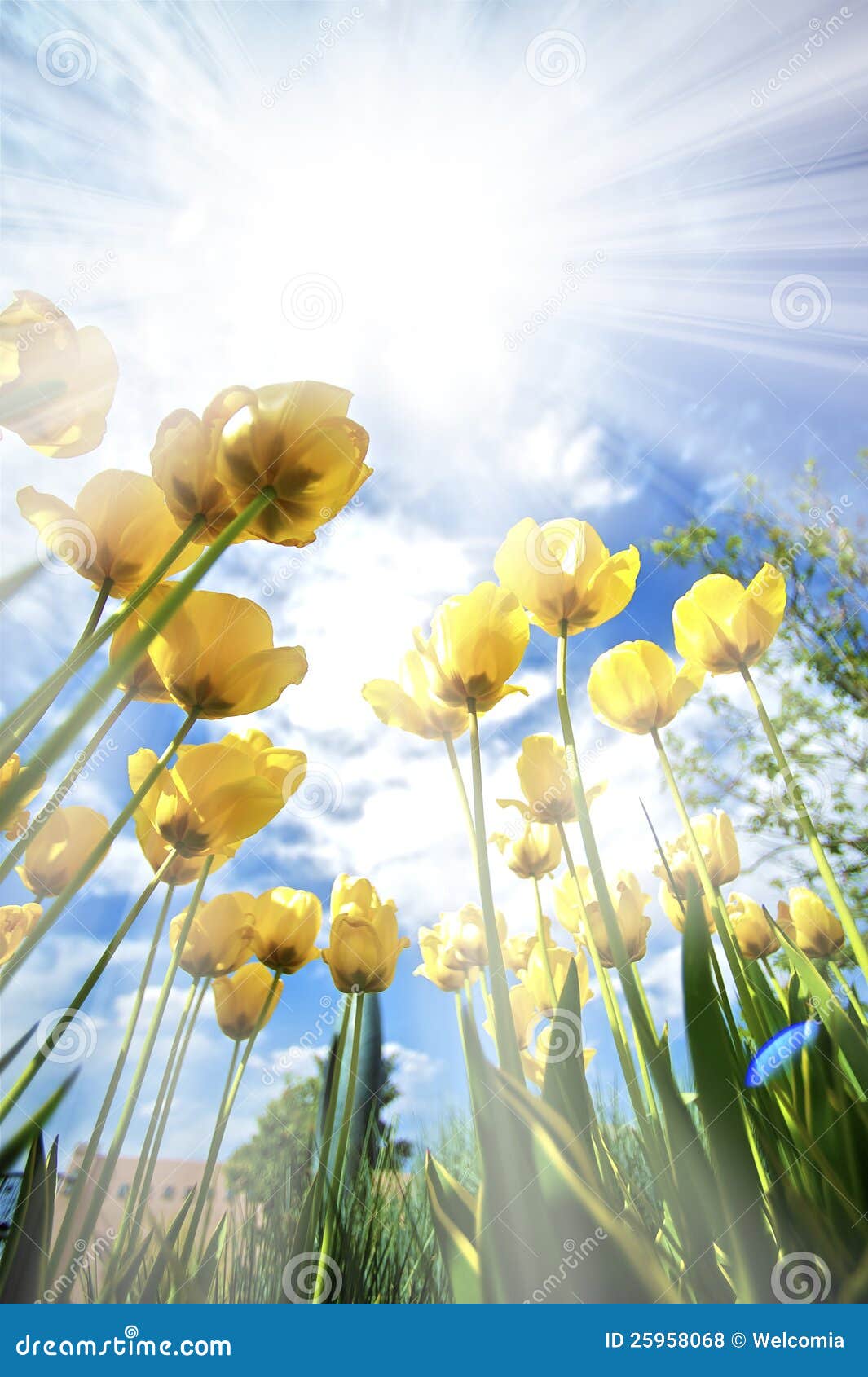 Tulips in the Sun stock photo. Image of life, organic - 25958068