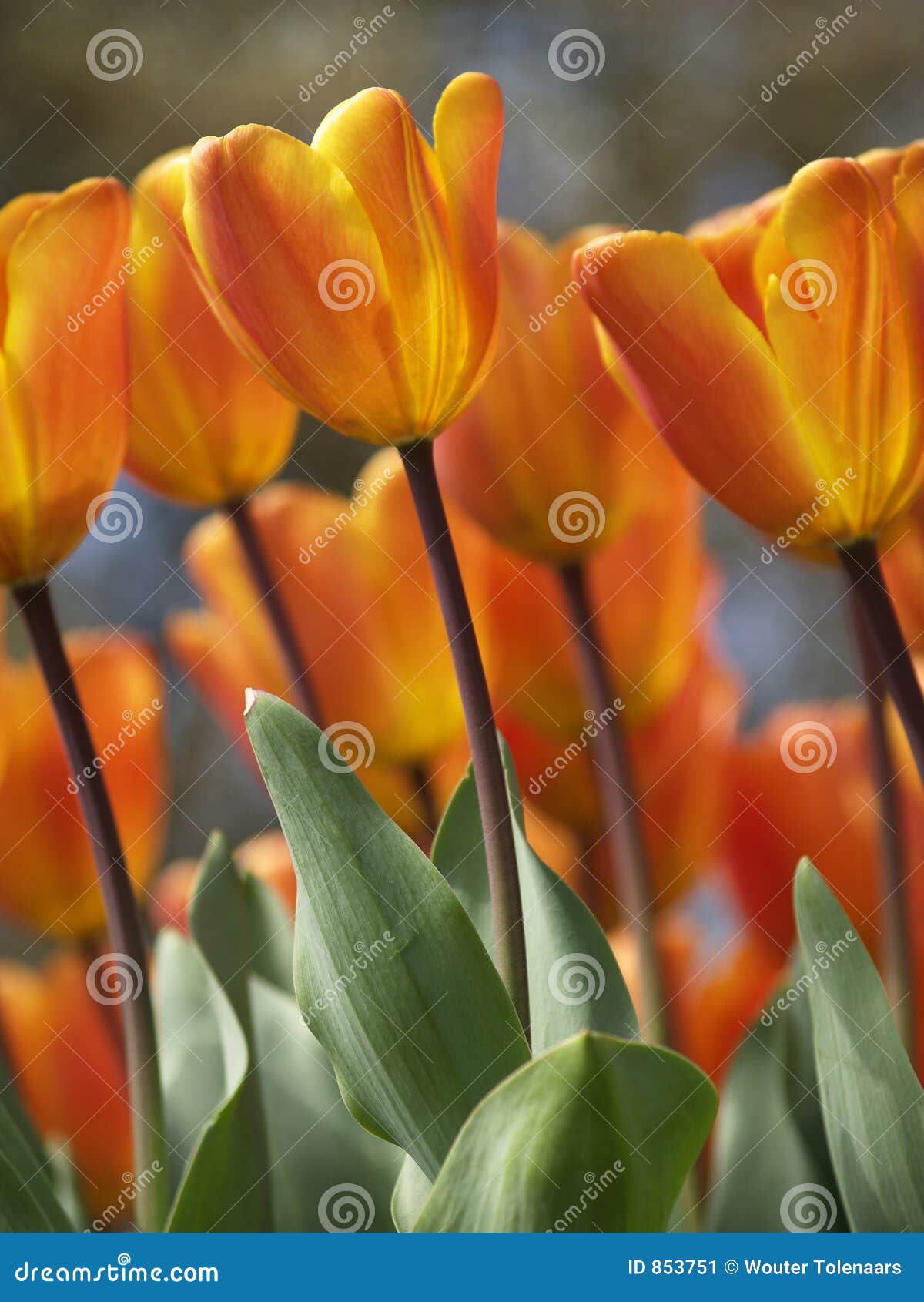 Tulips in the sun stock image. Image of sunny, grow, flower - 853751