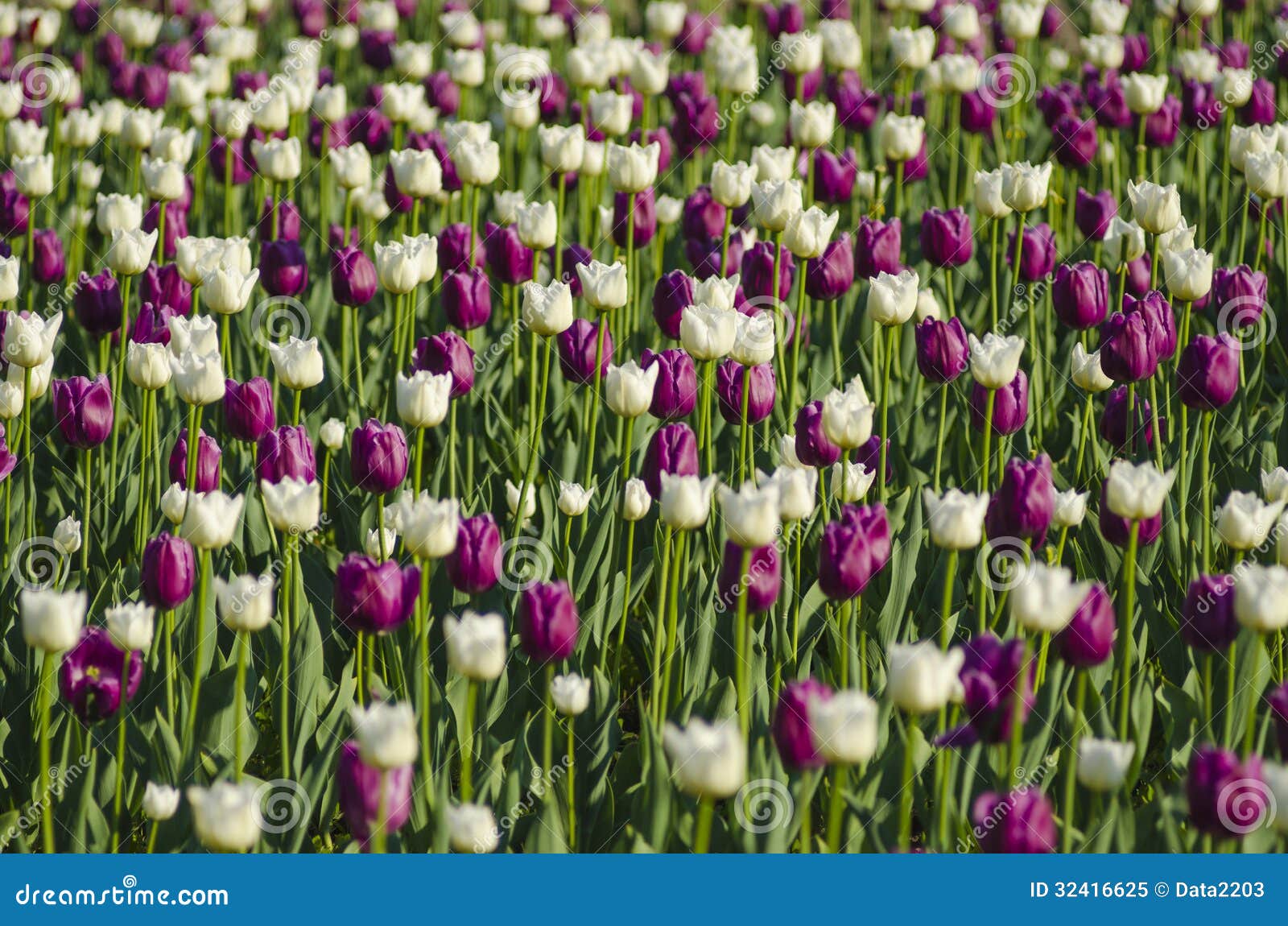 Tulips in sunlight stock image. Image of flower, sunlight - 32416625