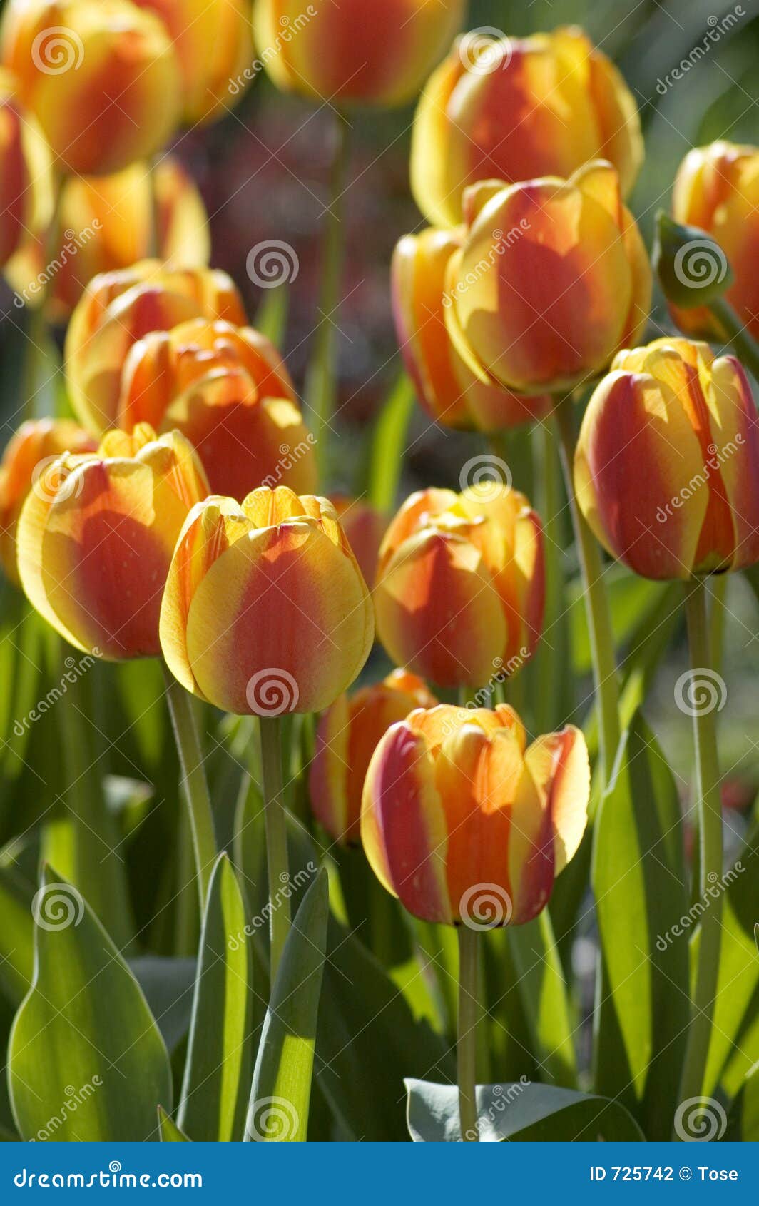Tulips at sunset stock photo. Image of close, green, fields - 725742