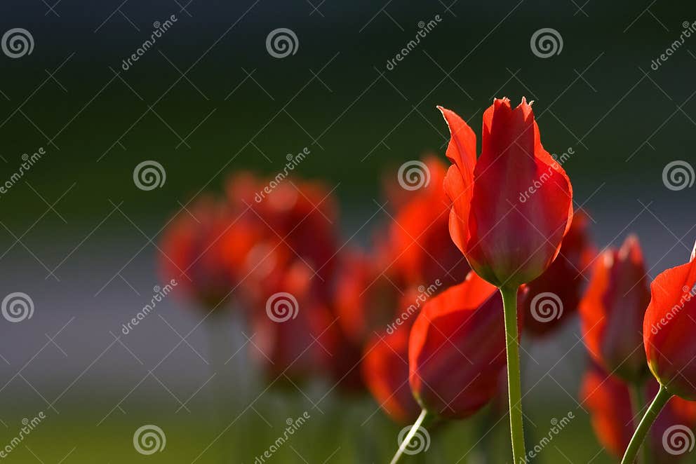 Tulips in sunshine stock photo. Image of color, sunlight - 4945012