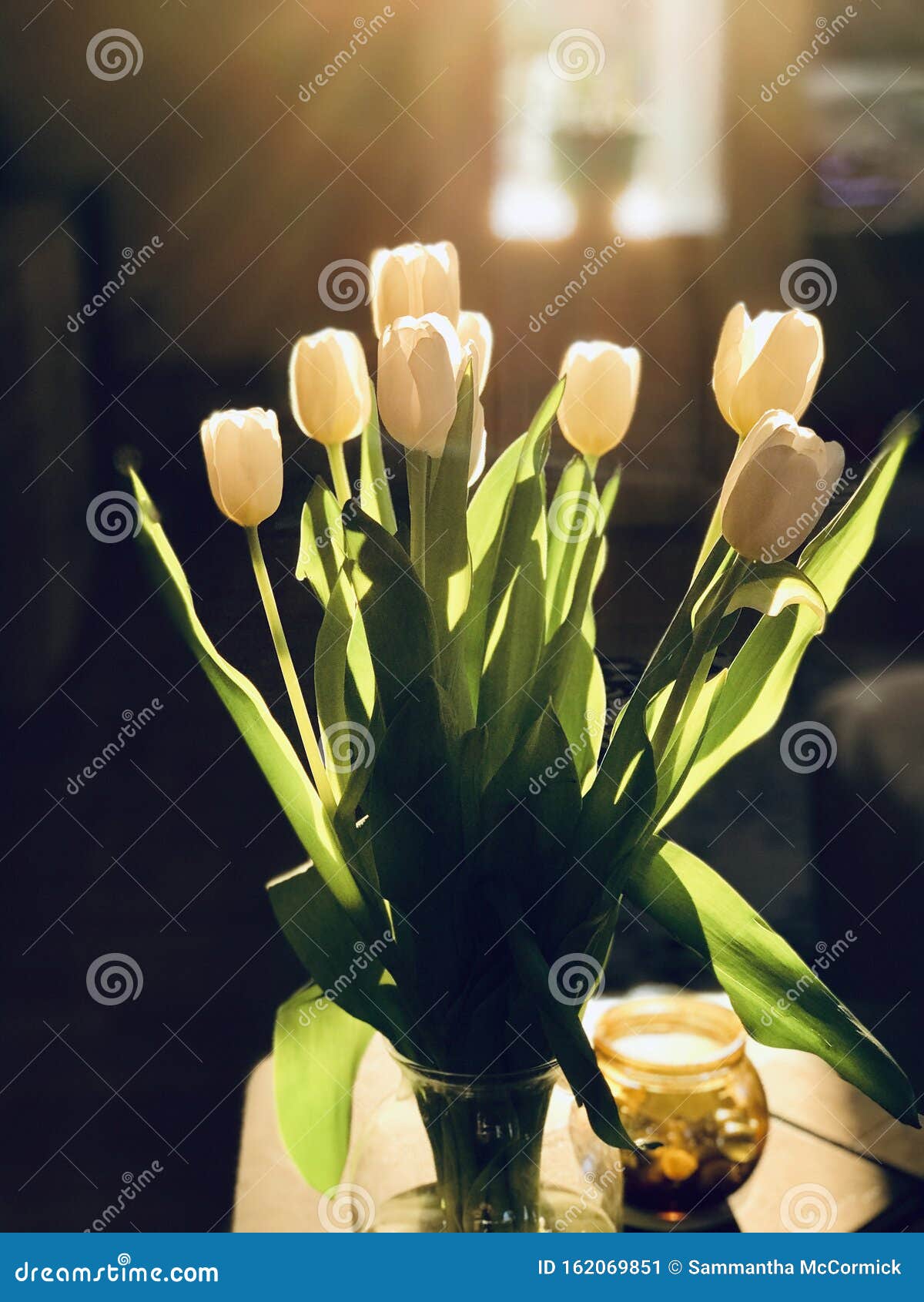 Tulips and sunshine. stock image. Image of flowers, decor - 162069851