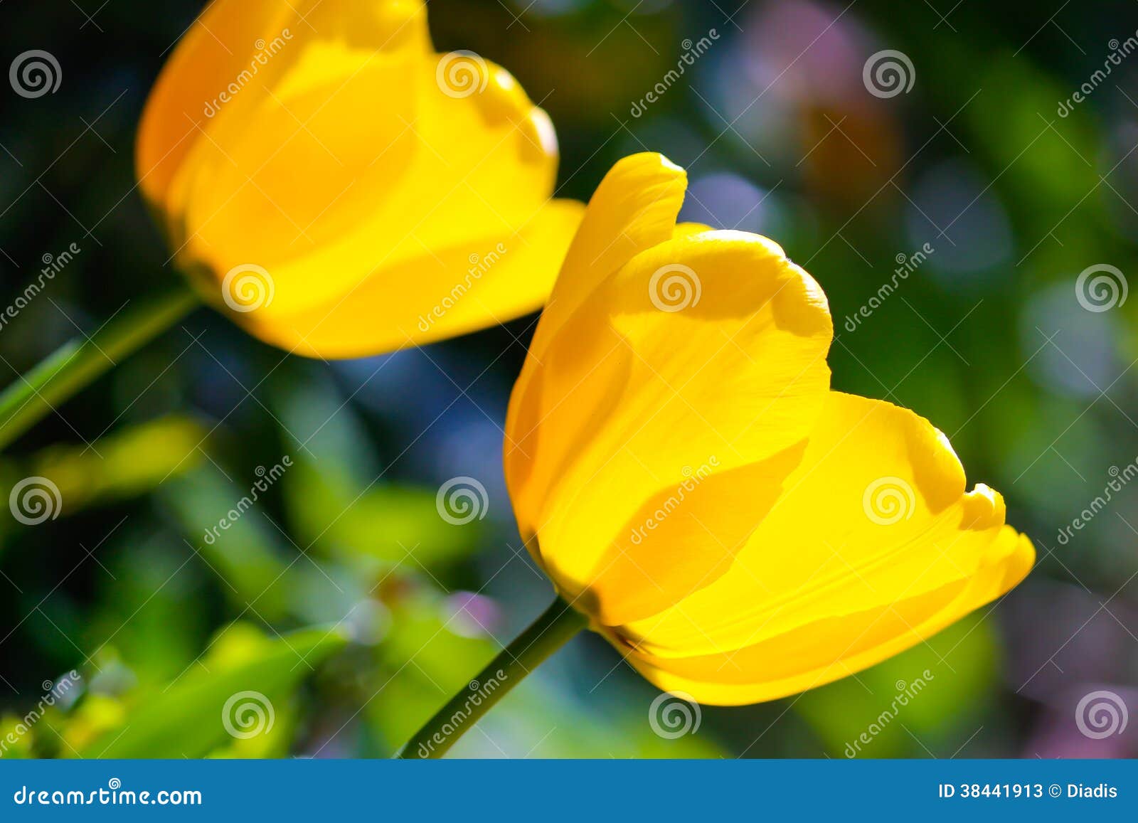 Tulips in sunshine stock image. Image of frafrac14, nature - 38441913