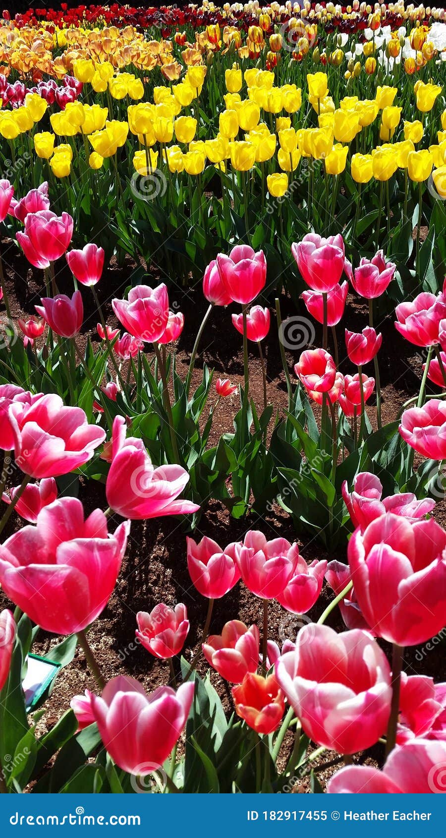 Tulips from the Tesselaar Tulip Festival Stock Image - Image of blossom ...