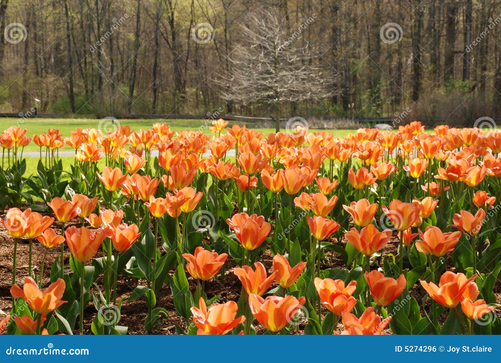 Tulips and Trees stock photo. Image of tulip, petal, spring - 5274296
