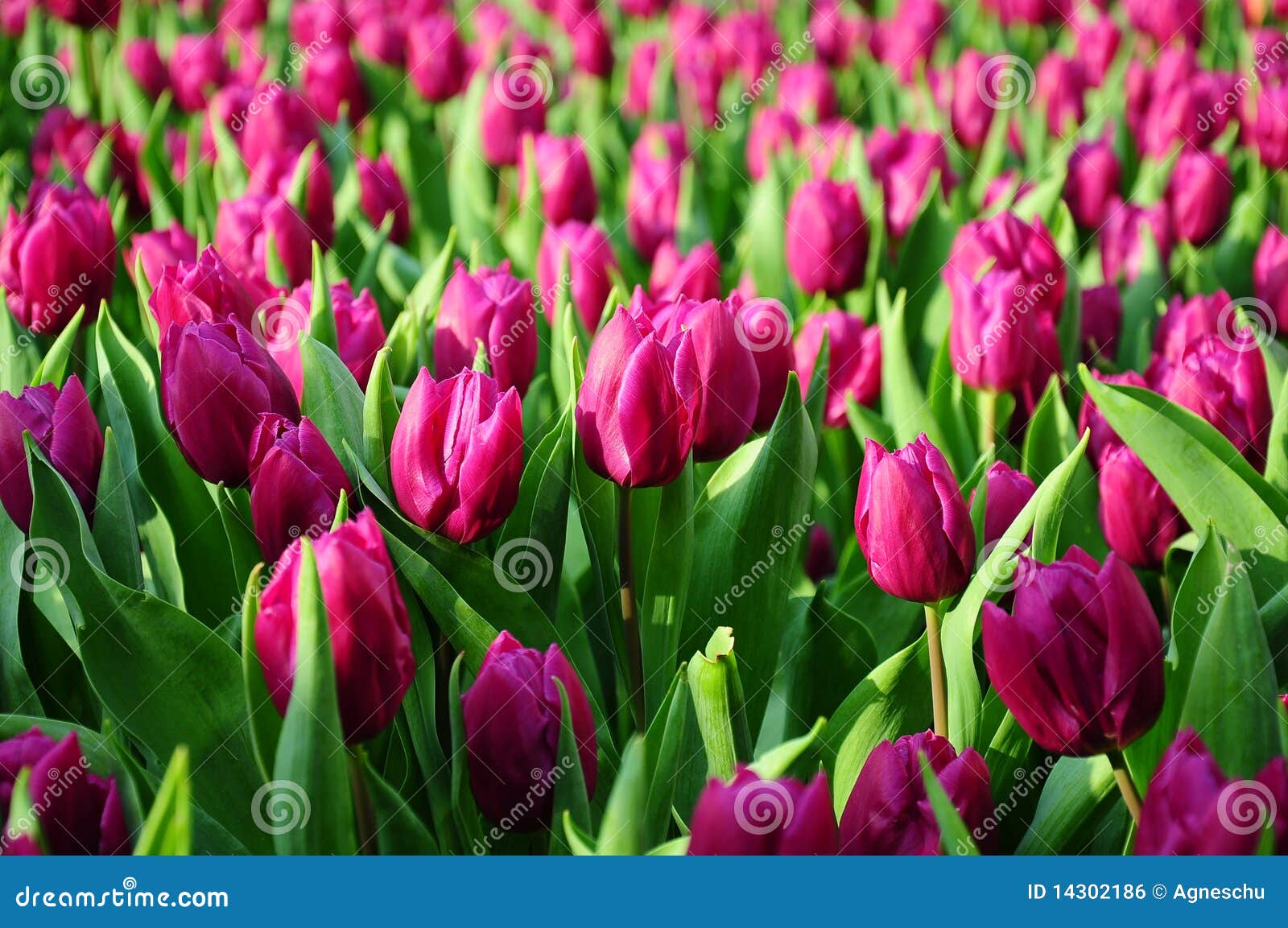Tulips under sunshine stock photo. Image of green, flower - 14302186