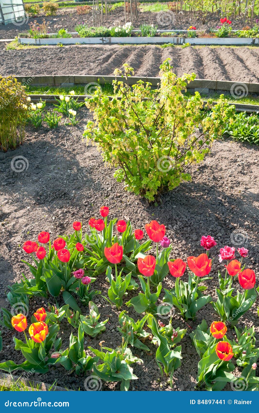 Tulips in a Vegetable Garden in Springtime Stock Image - Image of ...