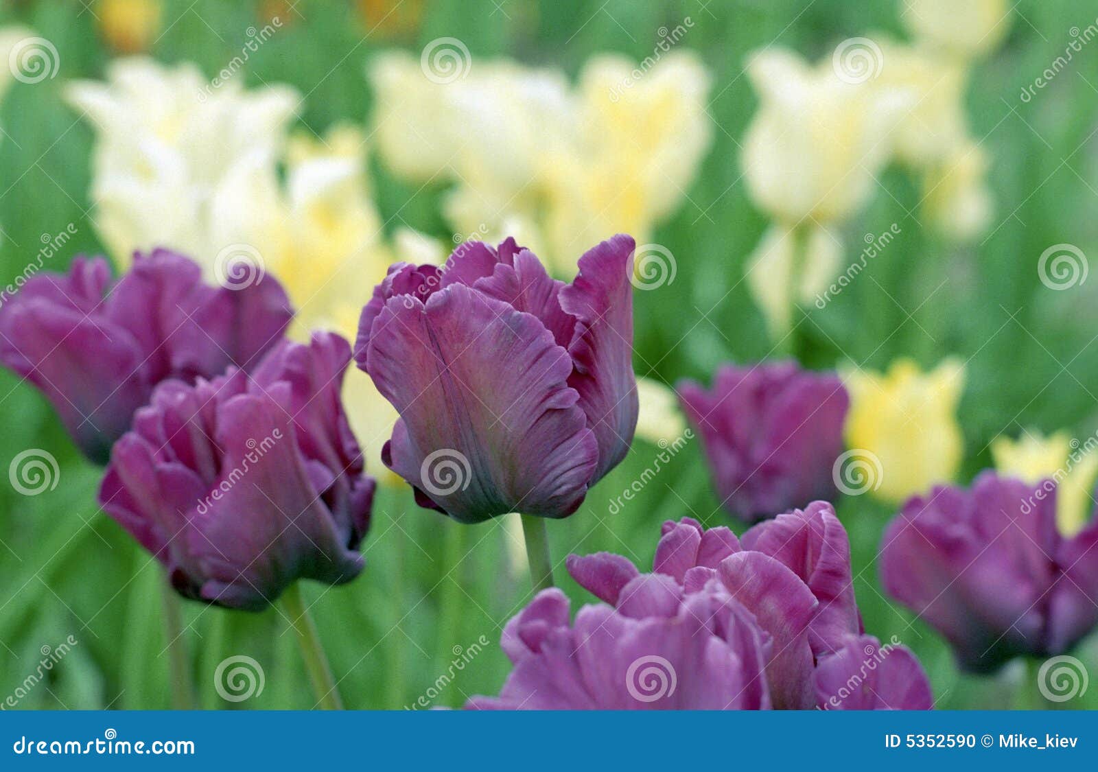 Tulips violetas no jardim foto de stock. Imagem de planta - 5352590