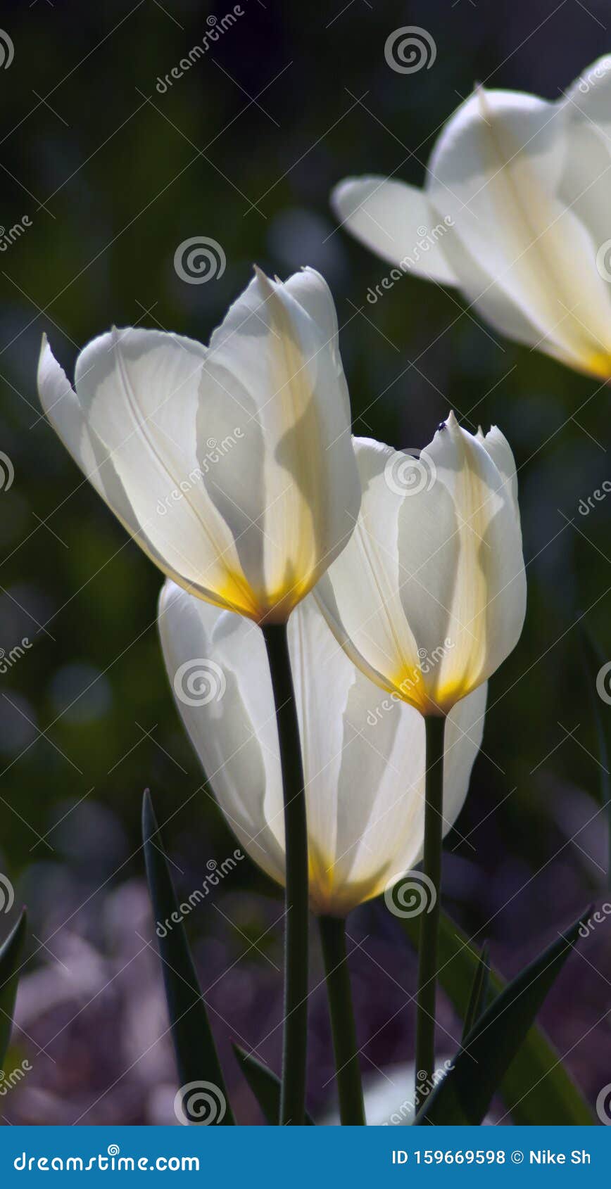 Tulips stock photo. Image of illuminate, bulbs, white - 159669598