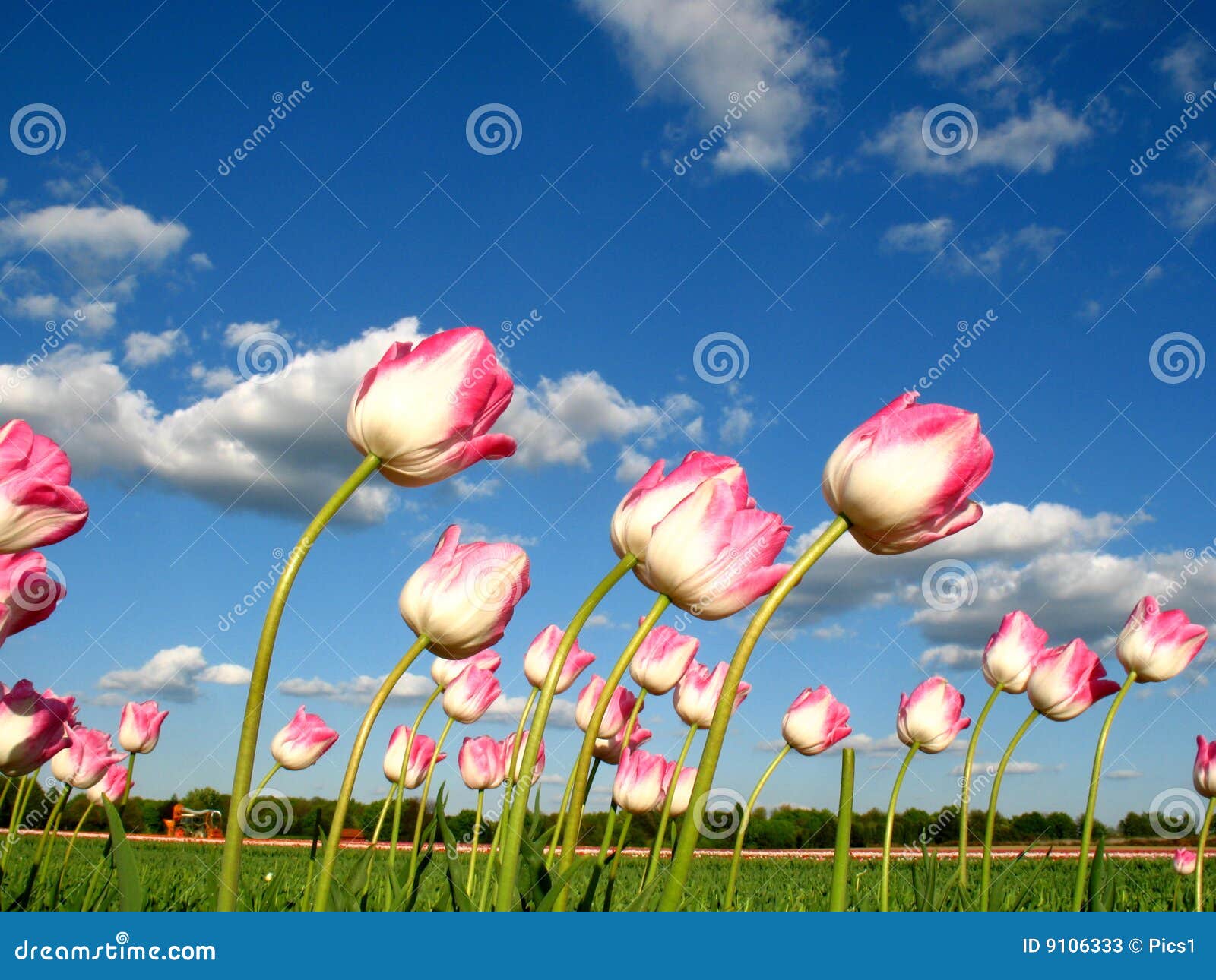 Tulips in wind stock image. Image of spring, flower, bloom - 9106333