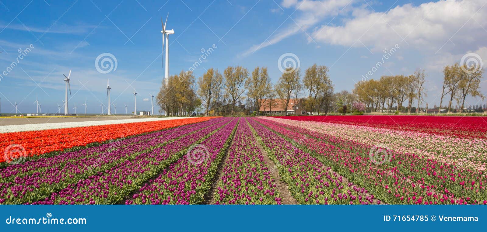 Tulips, Wind Turbines and a Farm Stock Image - Image of farm, farmland ...