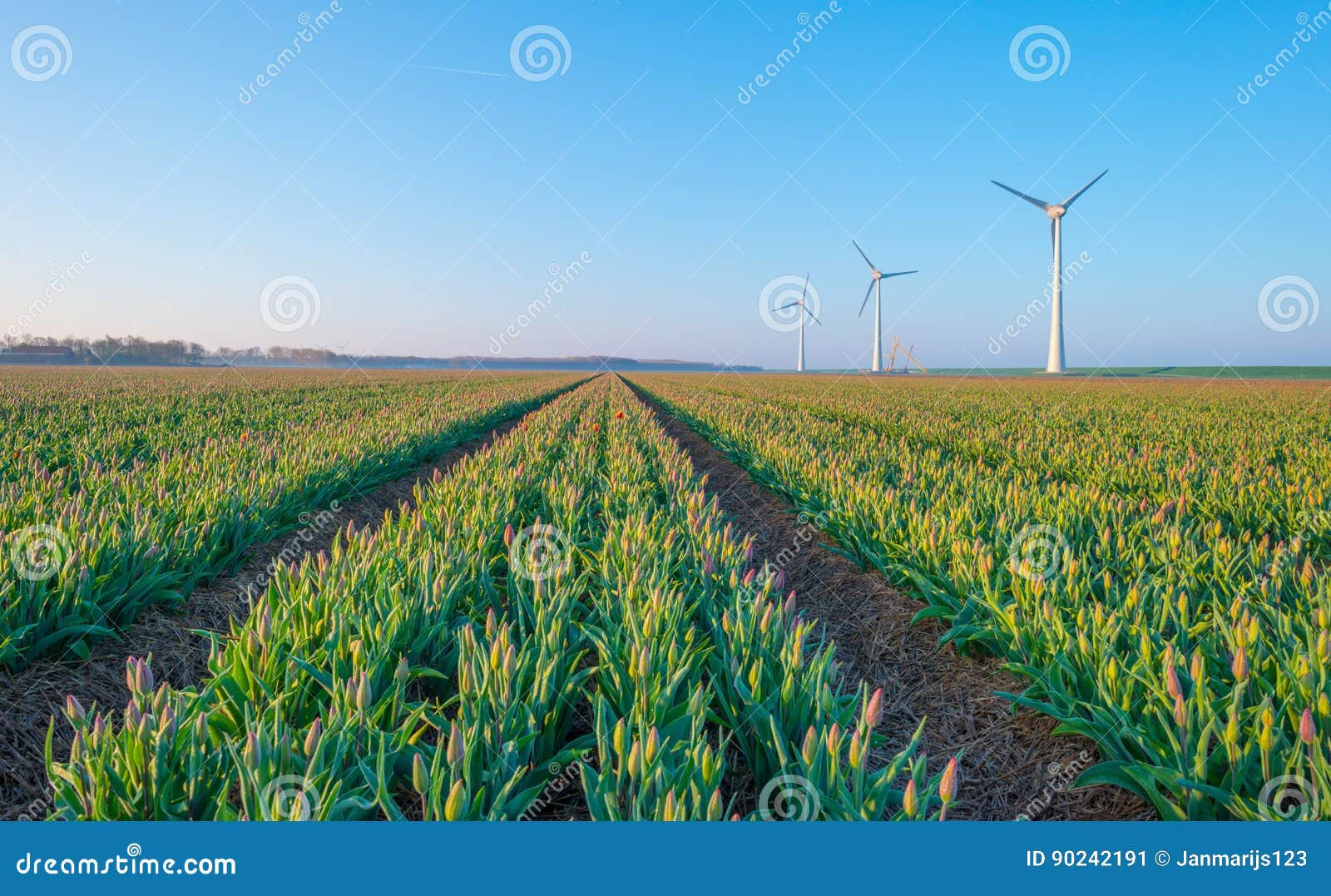 Tulips and Wind Turbines in a Field Stock Image - Image of flevoland ...