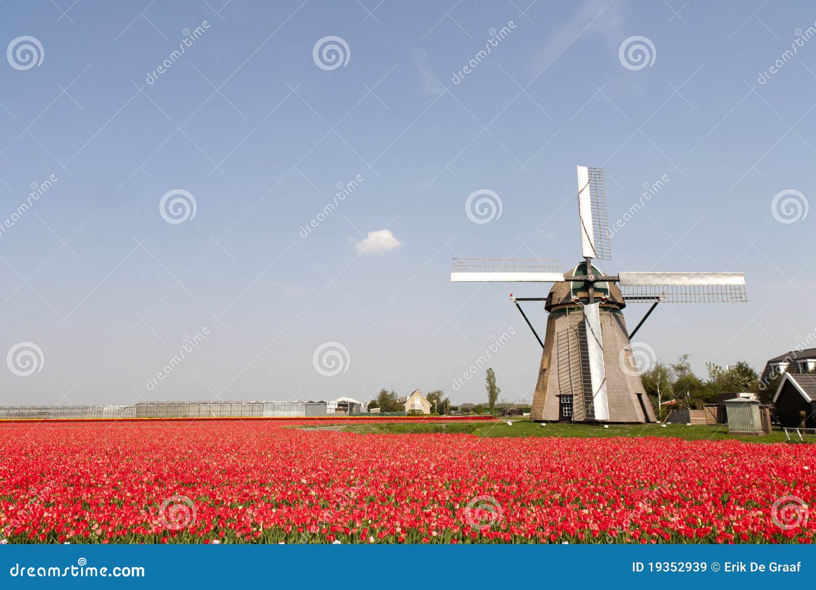 Tulips and windmill stock image. Image of power, dutch - 19352939