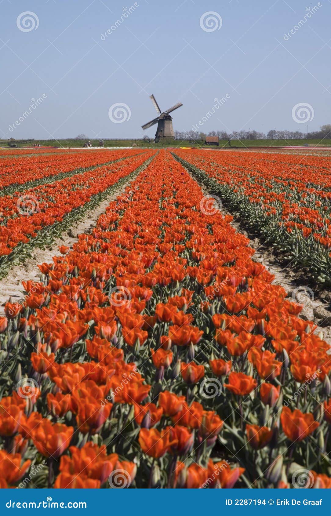 Tulips and windmill 3 stock photo. Image of flower, holland - 2287194