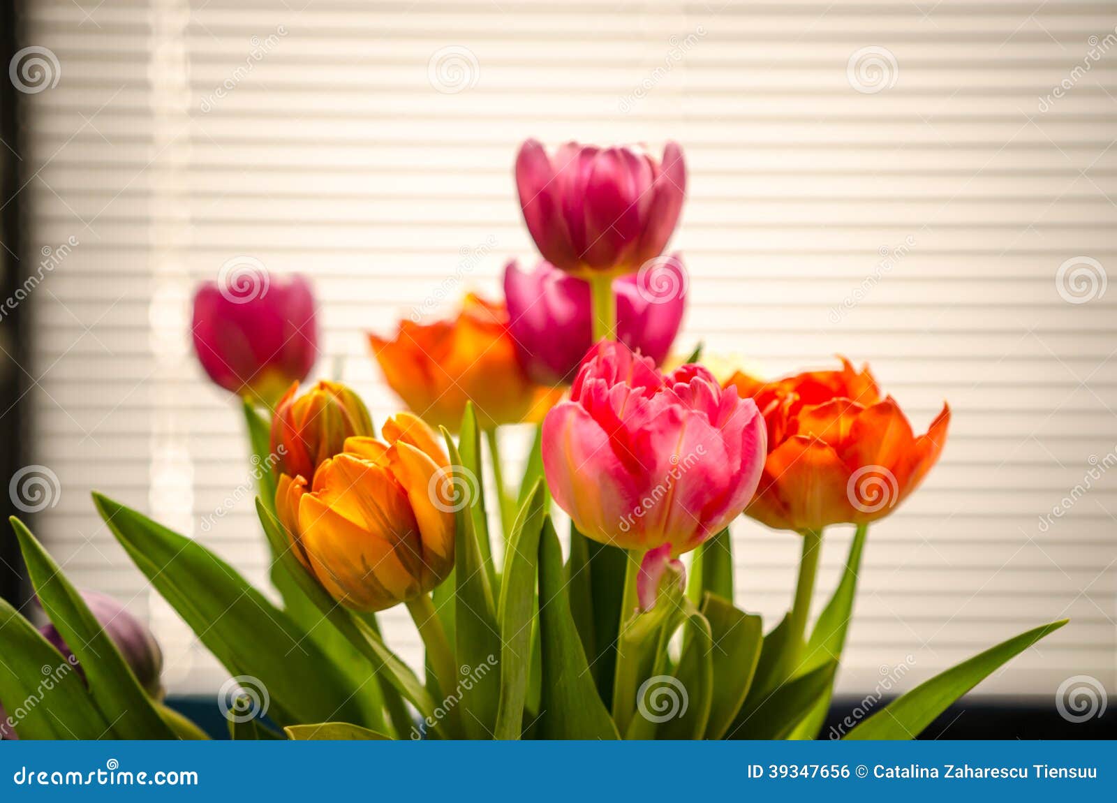 Tulips at the window stock photo. Image of phototropism - 39347656