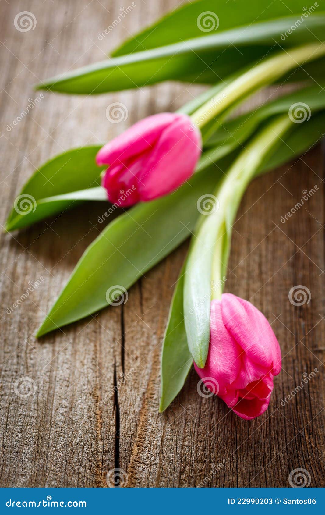 Tulips on wooden board stock image. Image of space, romantic - 22990203