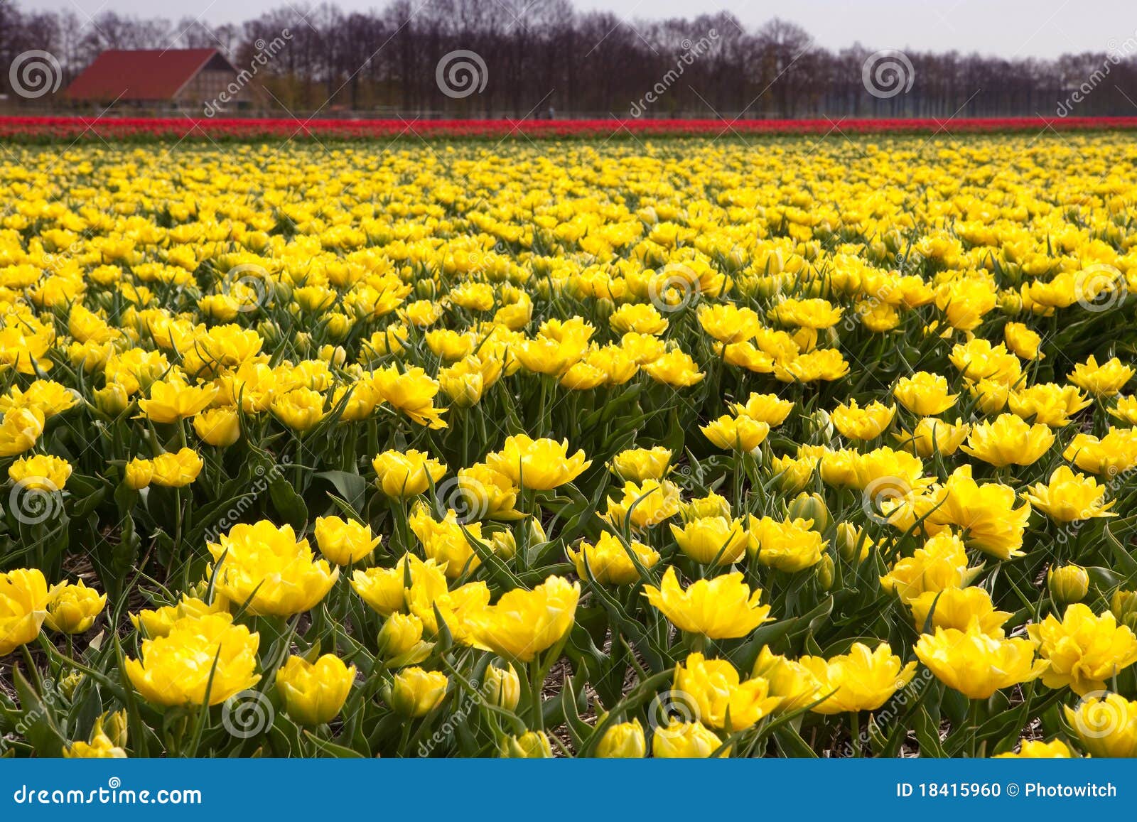 Tulips in Yellow and Red Rows Stock Photo - Image of famous, beautiful ...