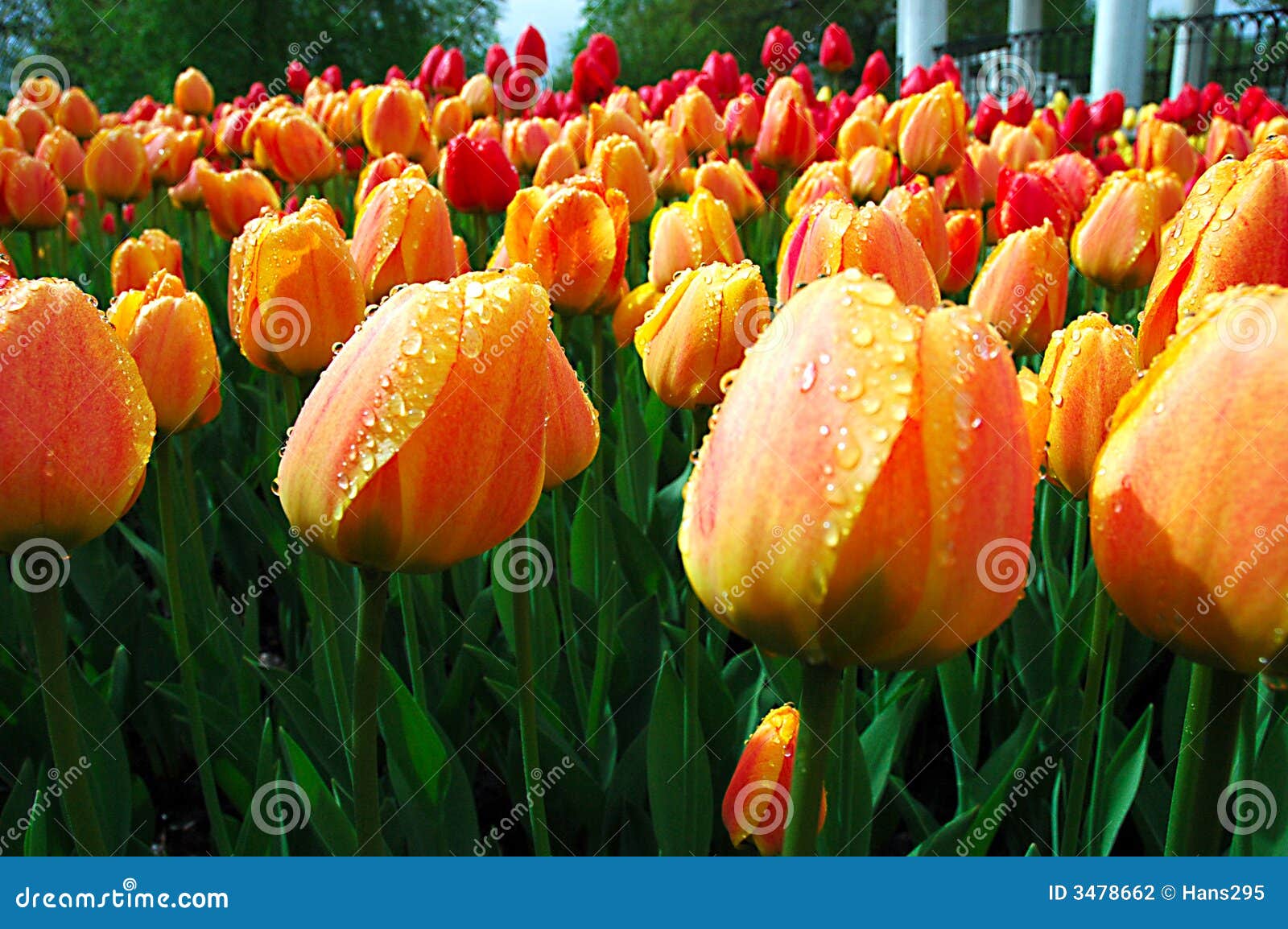 Tullip stock photo. Image of flora, green, bright, blossoms - 3478662