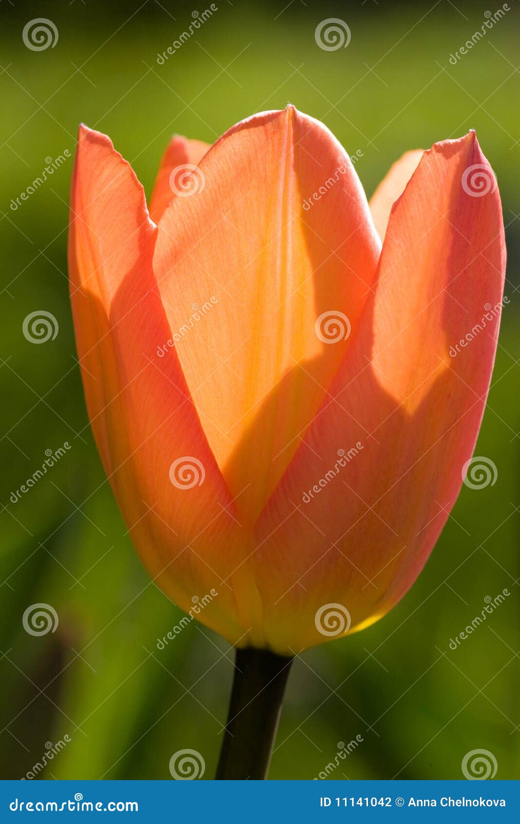 Tulp. stock foto. Image of tulp, één, groen, tuin, lente - 11141042