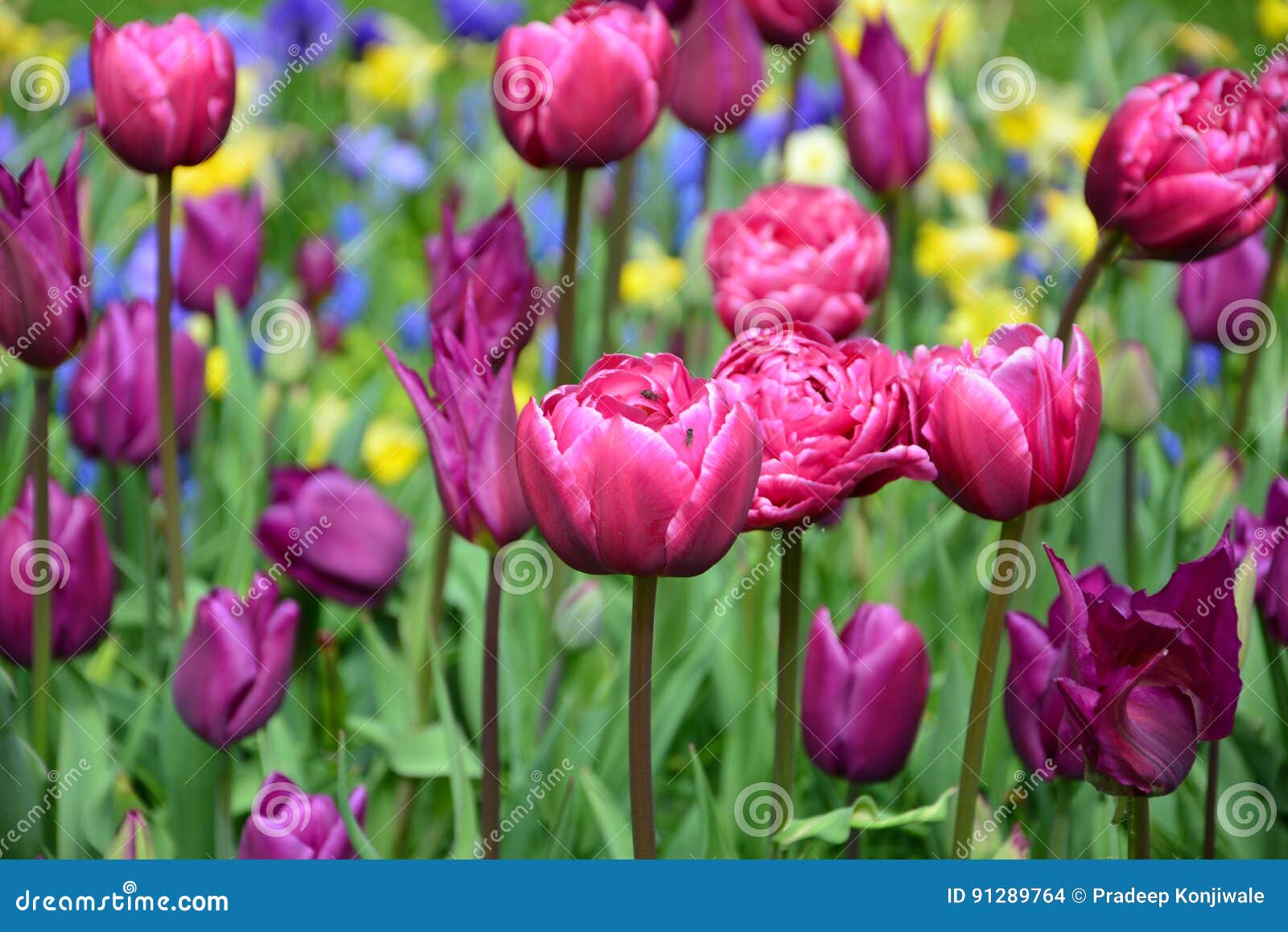 Tulp stock foto. Image of lente, beroemd, tulp, rood - 91289764