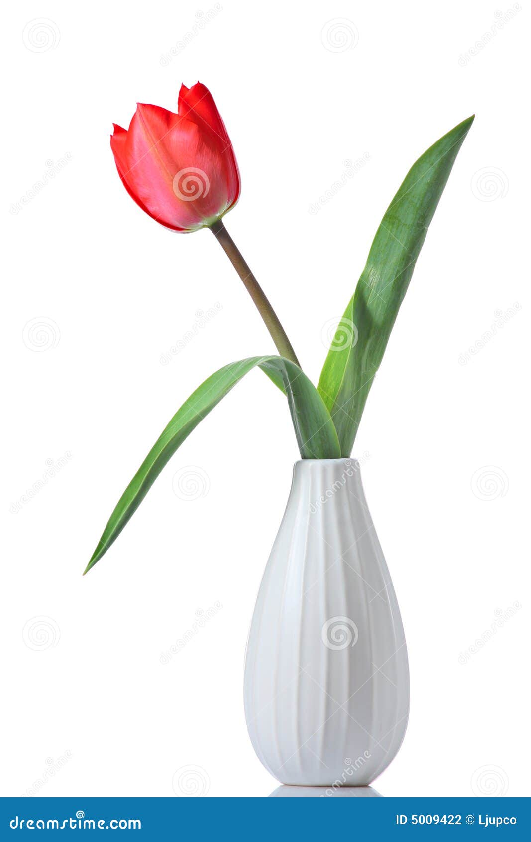 Tulp in een vaas stock foto. Image of blad, botanisch - 5009422