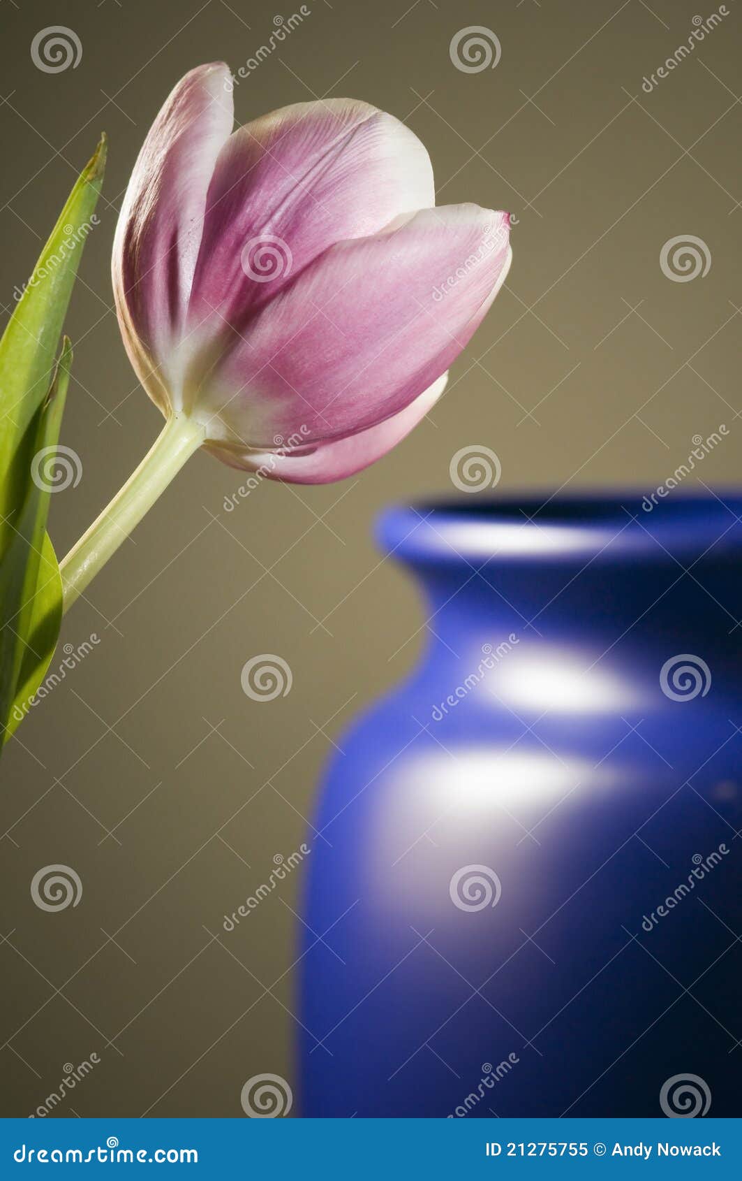 Tulp en blauwe vaas stock afbeelding. Image of achtergronden - 21275755