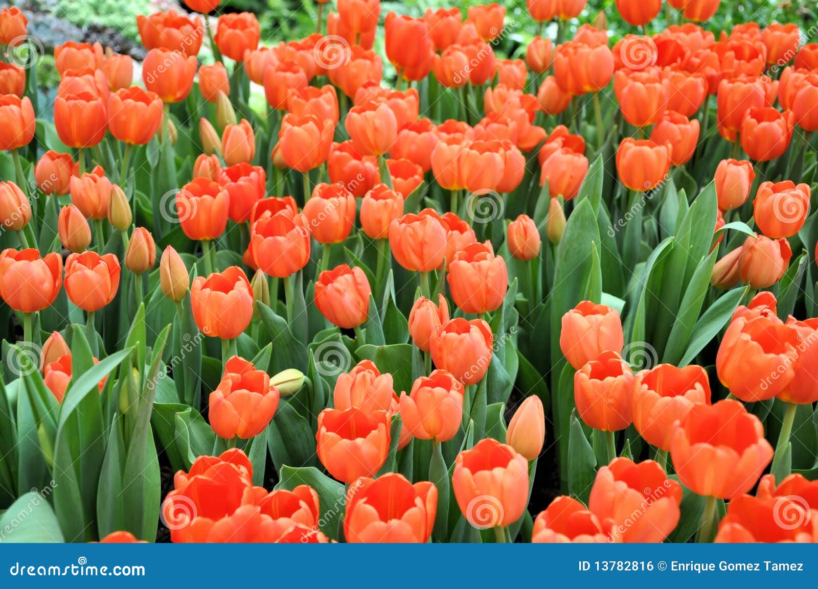 Tulpan arkivfoto. Bild av blommor, grön, fjäder, färgrikt - 13782816