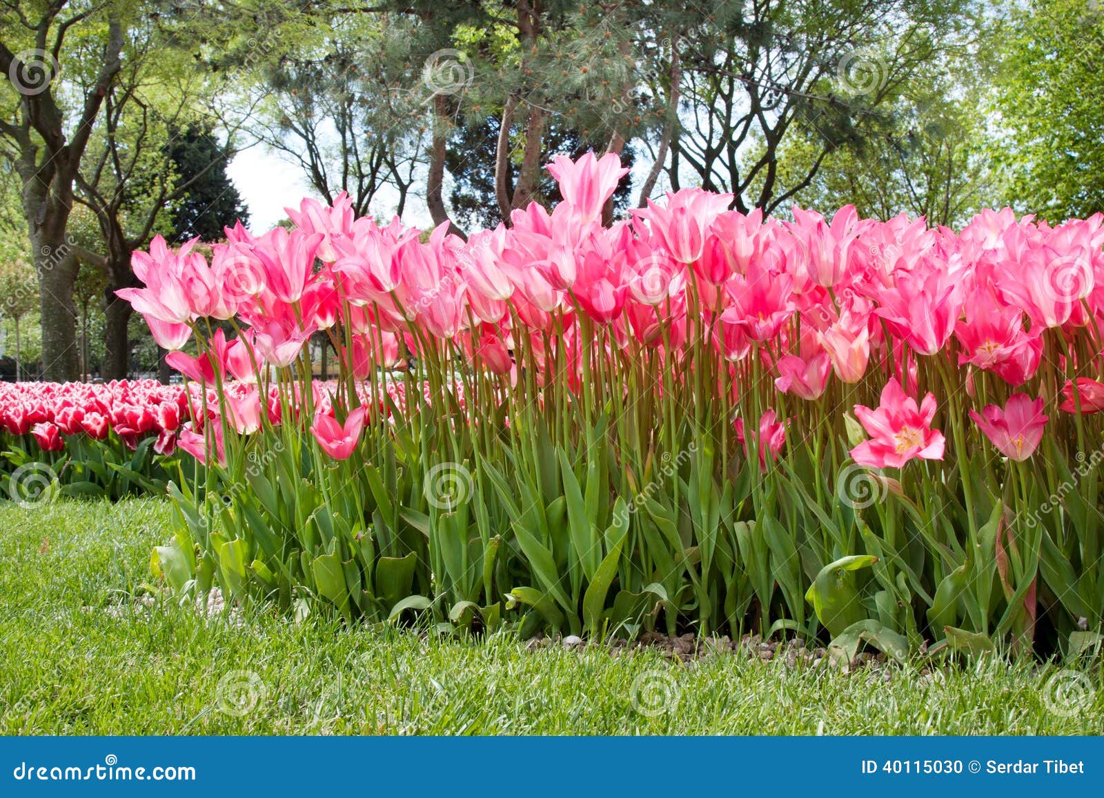 Tulpan arkivfoto. Bild av färg, perenn, blomma, bostonian - 40115030