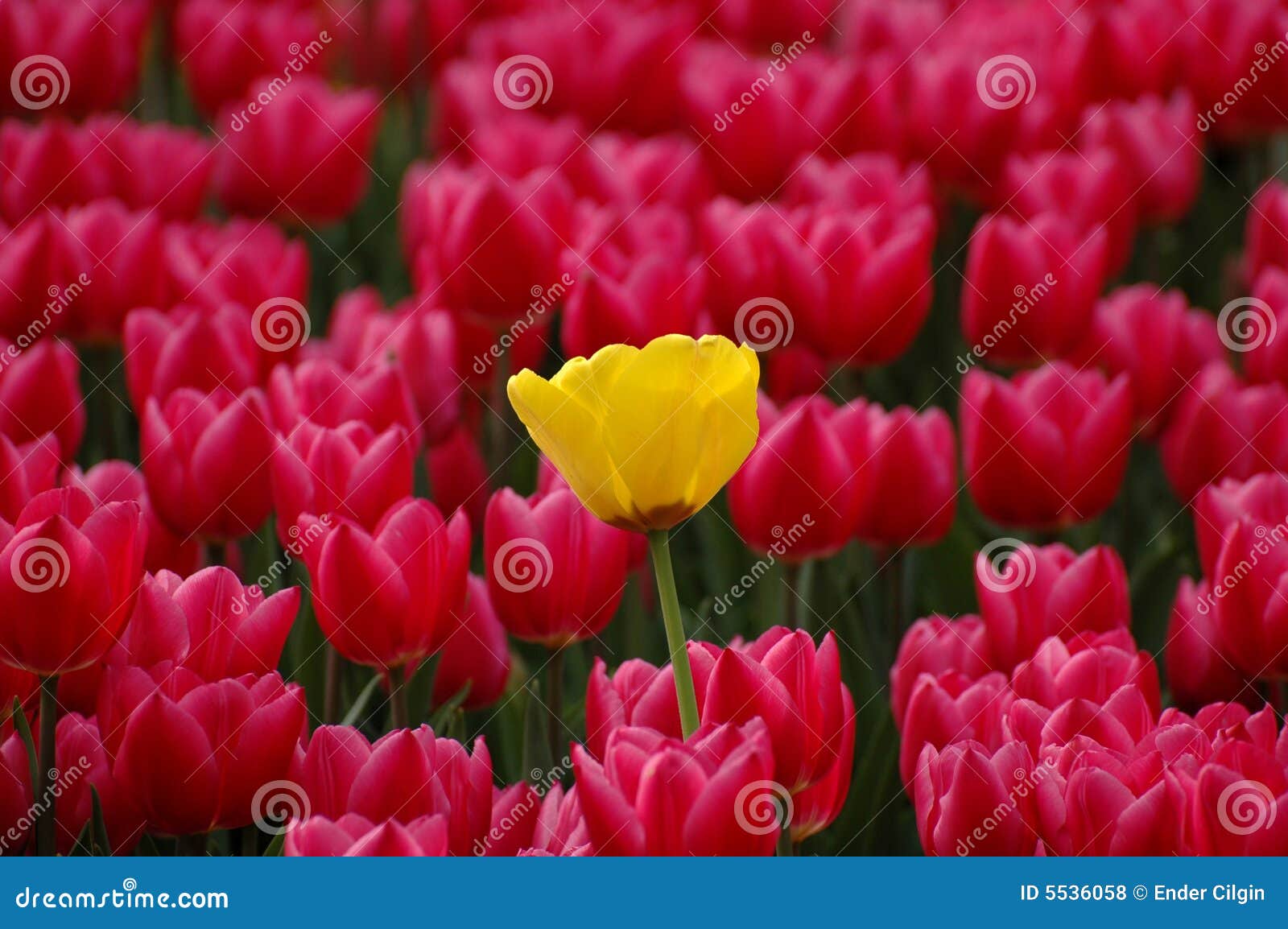 Tulpan Bild. Bild: 5536058