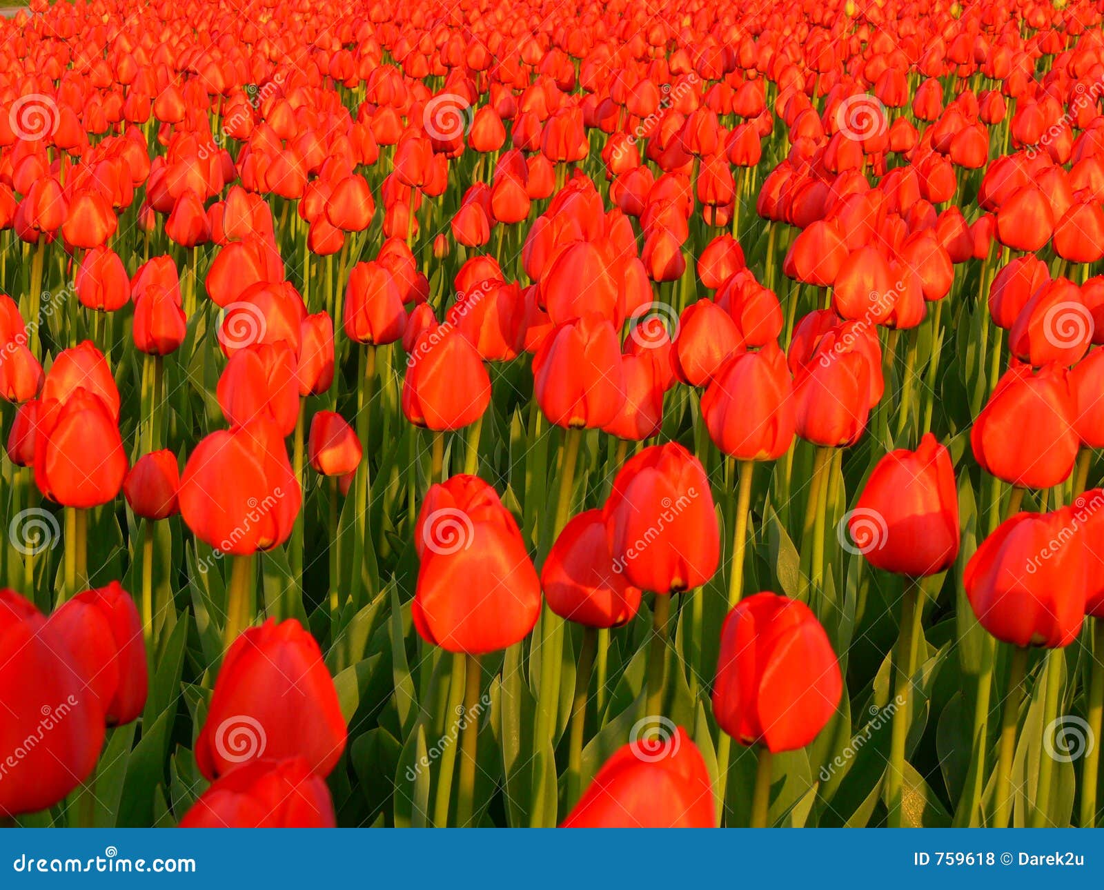 Tulpan arkivfoto. Bild av liggande, väx, jordbruksmark - 759618