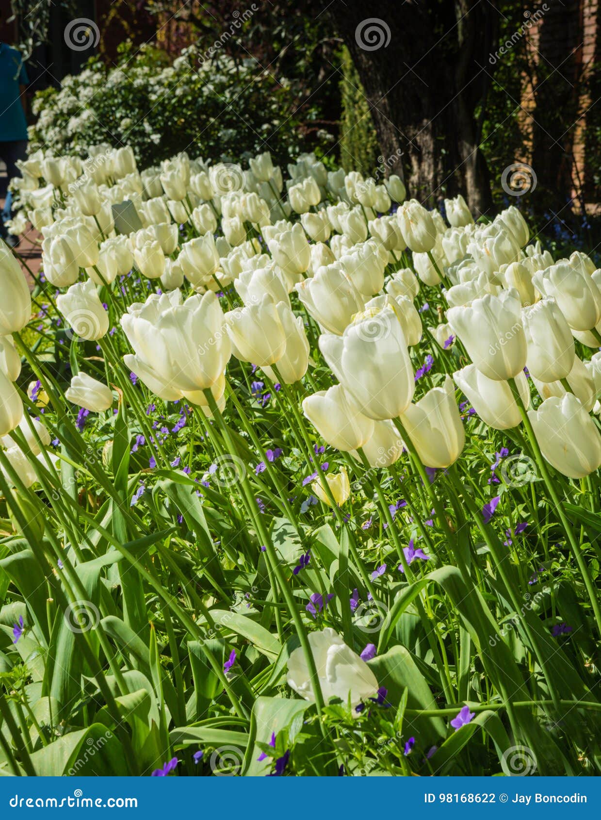 Tulpan arkivfoto. Bild av ursnyggt, attraktioner, krut - 98168622