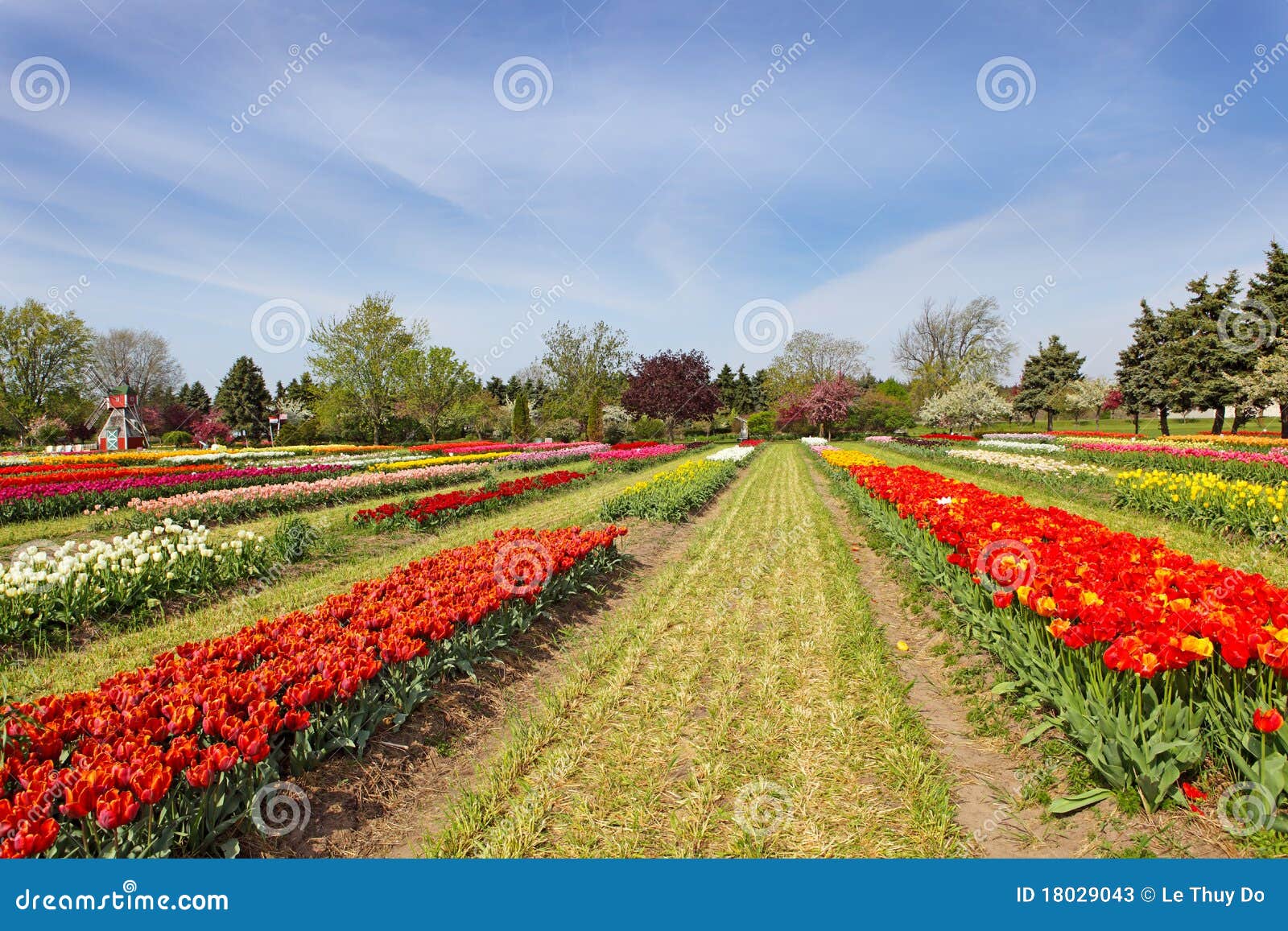 Tulpe-Feld stockbild. Bild von rosa, szene, tulpe, grün - 18029043