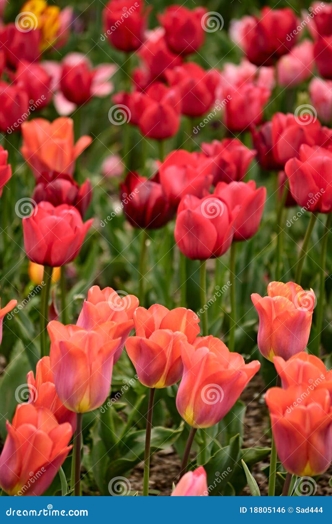 Tulpen stockfoto. Bild von purpurrot, hintergründe, feld - 18805146