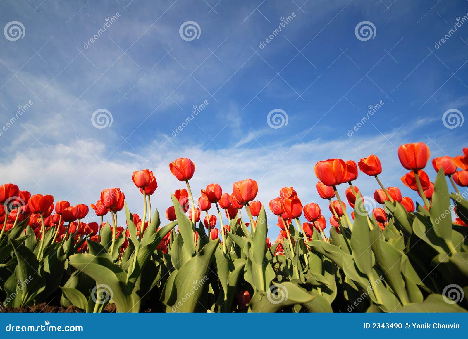 Tulpen stockfoto. Bild von grün, tulpen, frühling, fest - 2343490