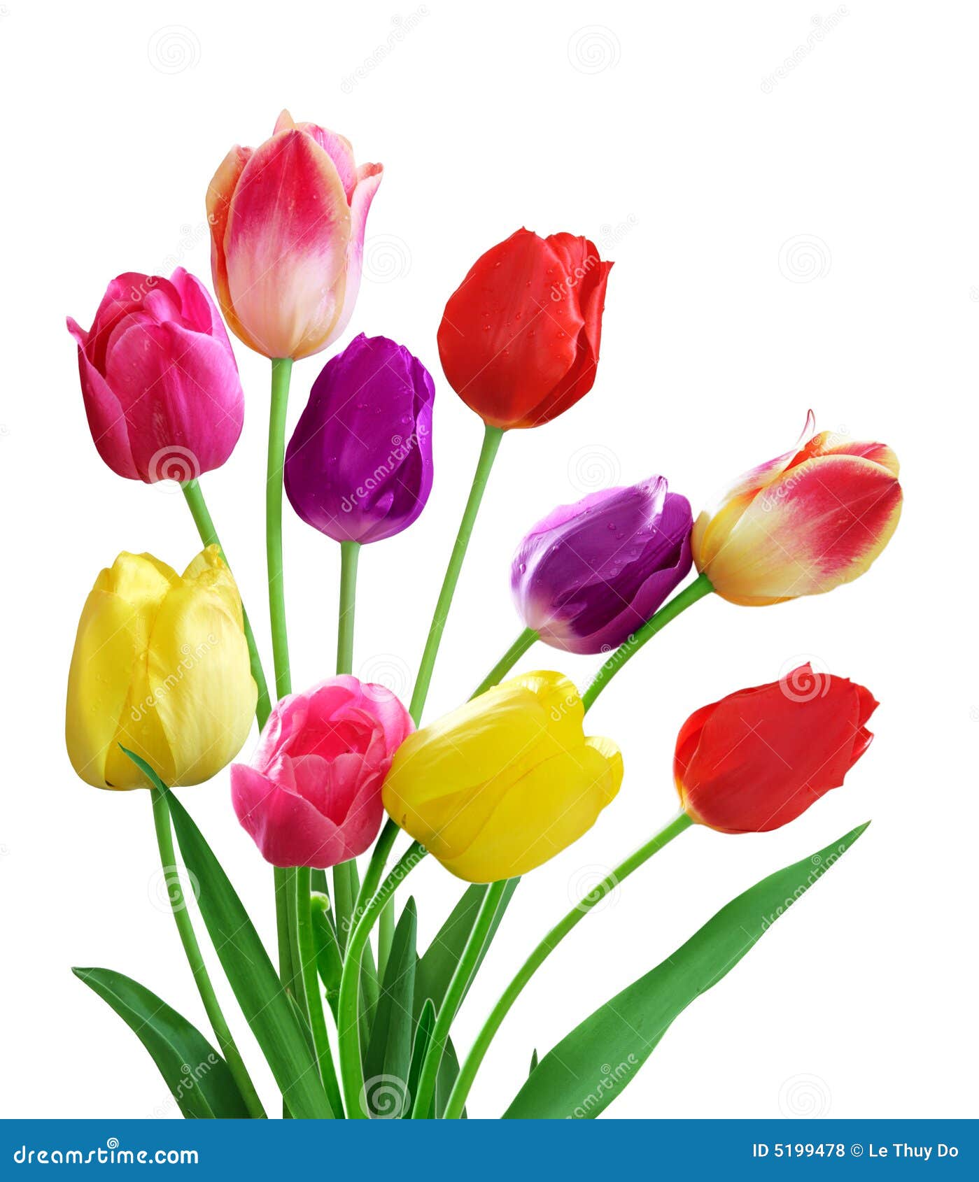 Tulpen Lizenzfreie Stockfotos - Bild: 5199478